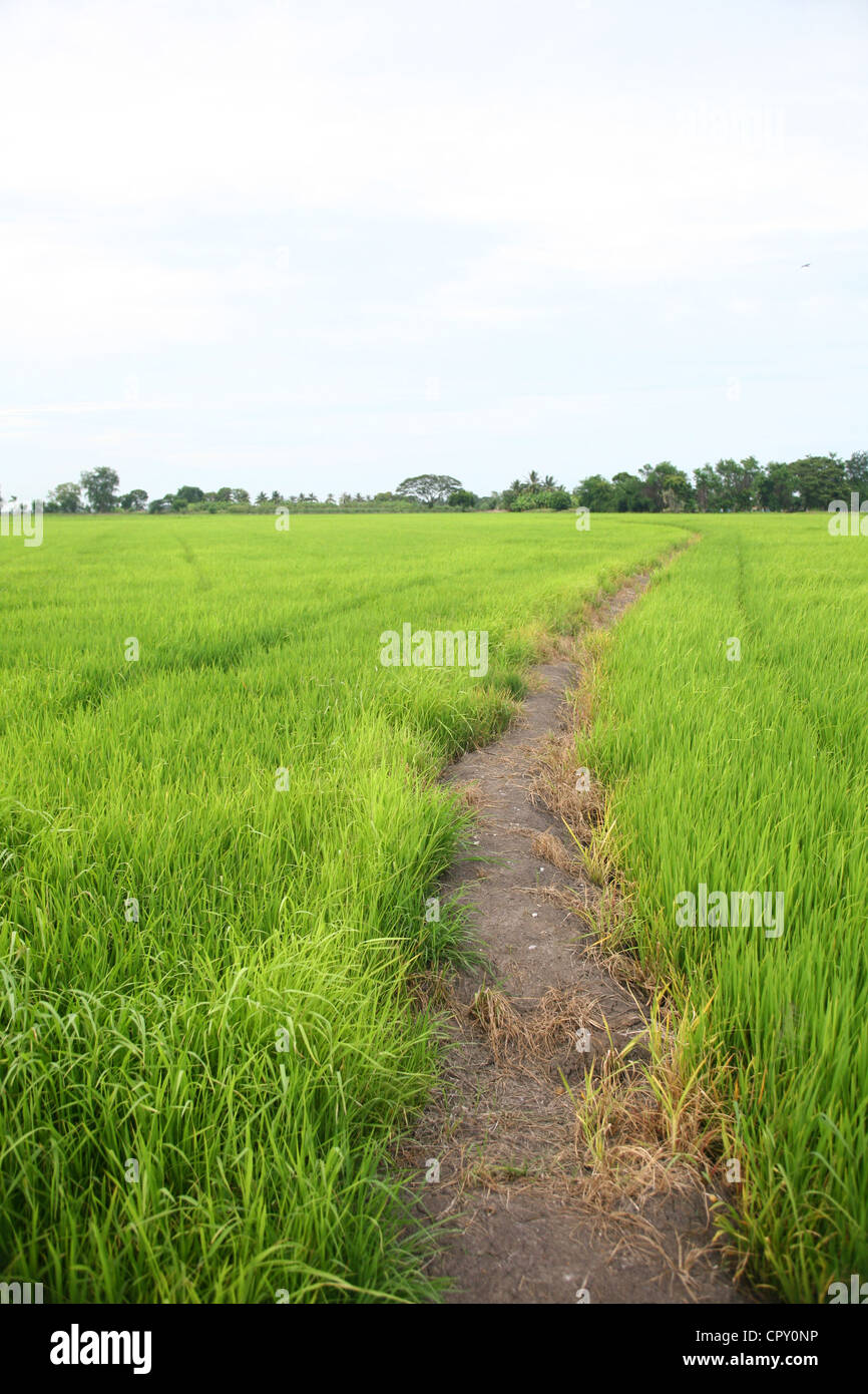 the way in green farm rice Stock Photo - Alamy