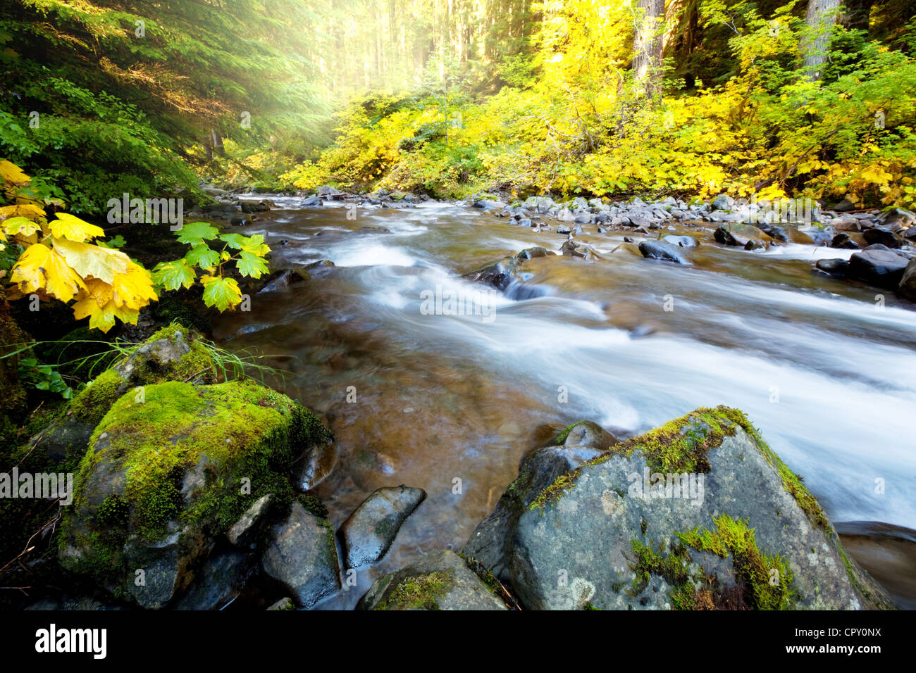 creek in forest Stock Photo - Alamy