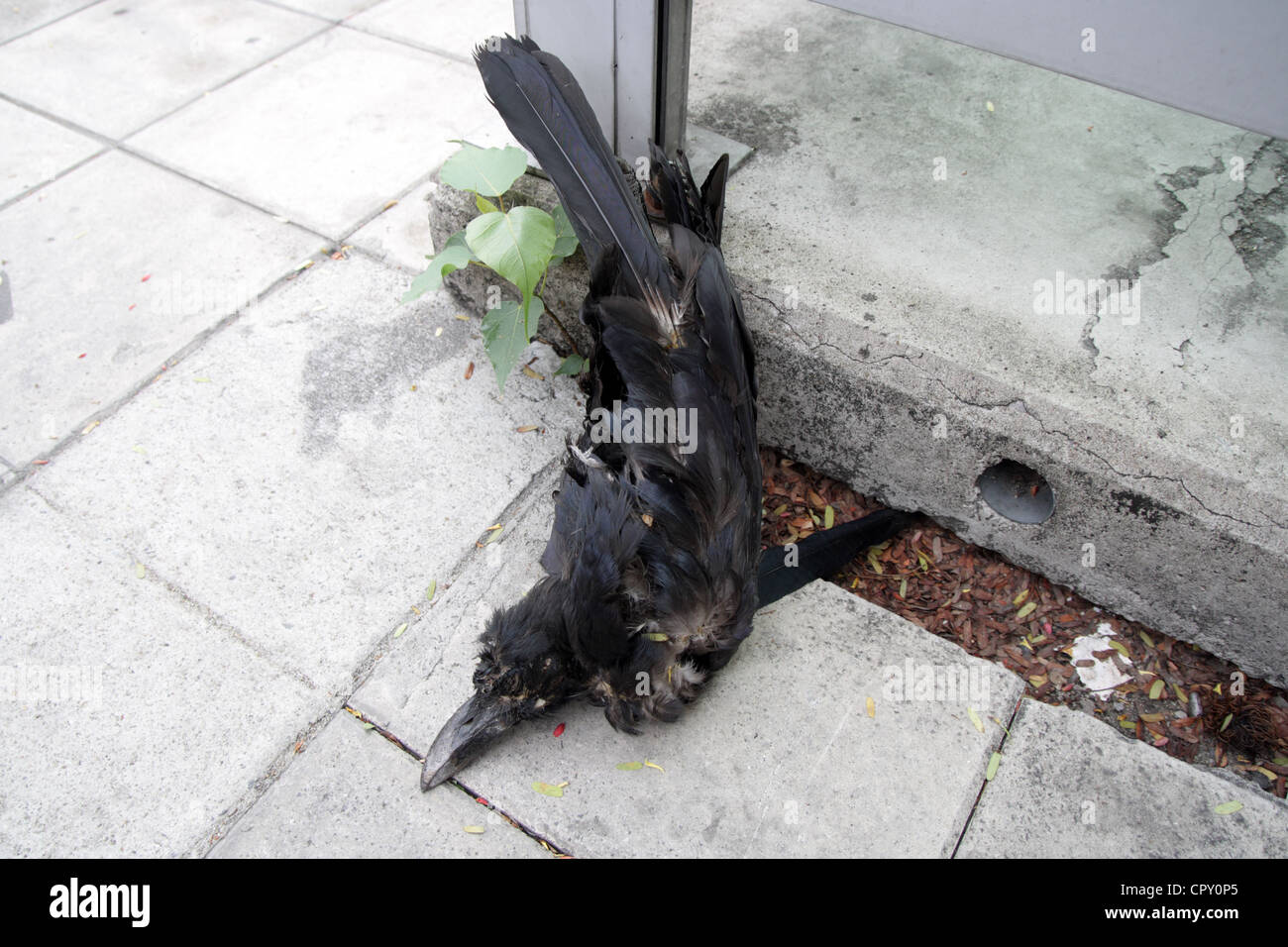 A corpse of dead crow Stock Photo - Alamy
