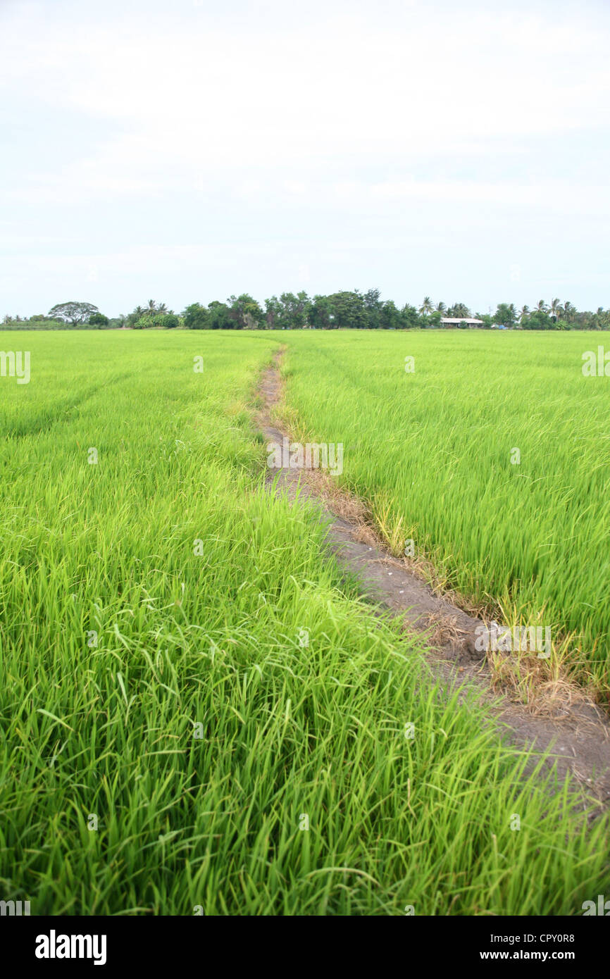the way in green farm rice Stock Photo - Alamy