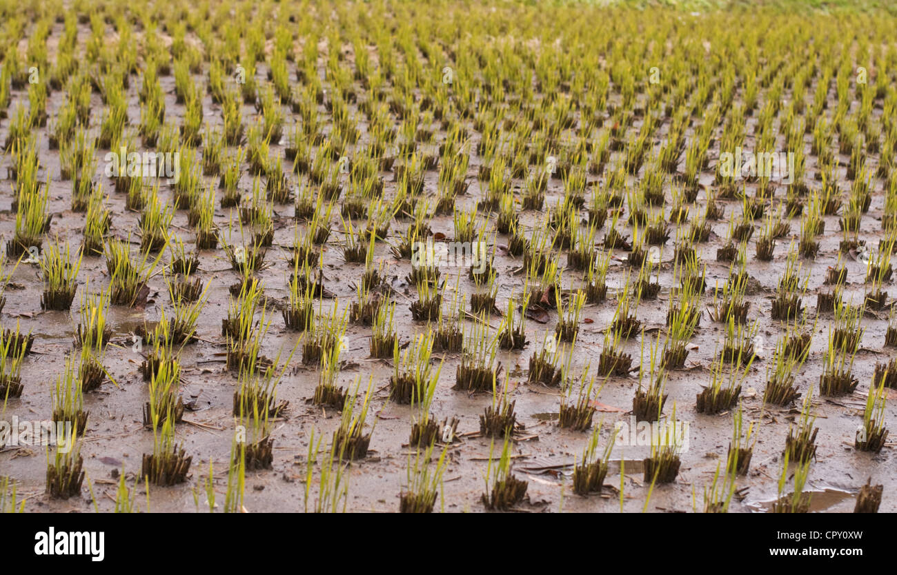 Image of a rice culture field in autumn Stock Photo - Alamy