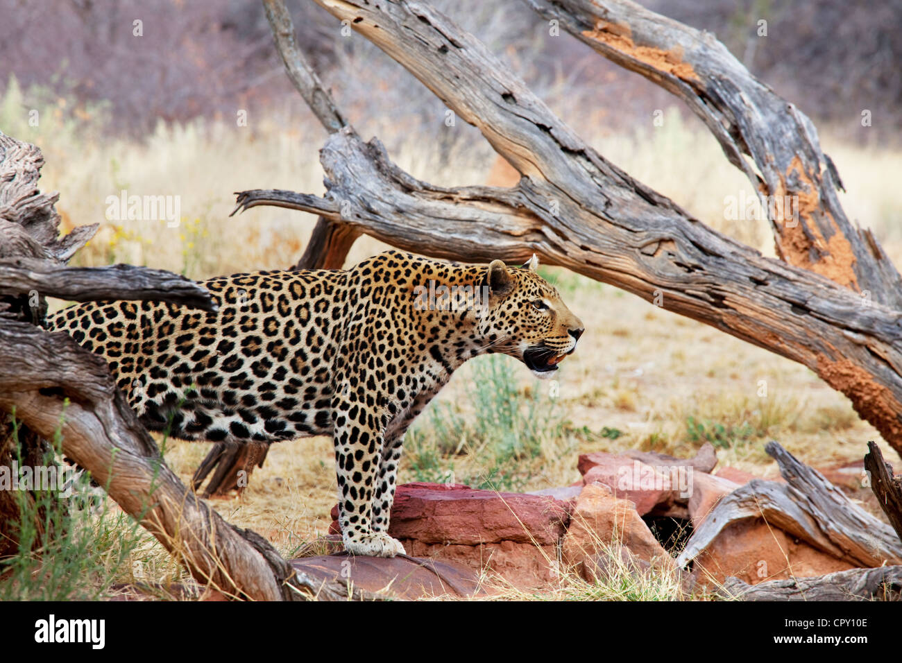 Dotted leopard hi-res stock photography and images - Alamy