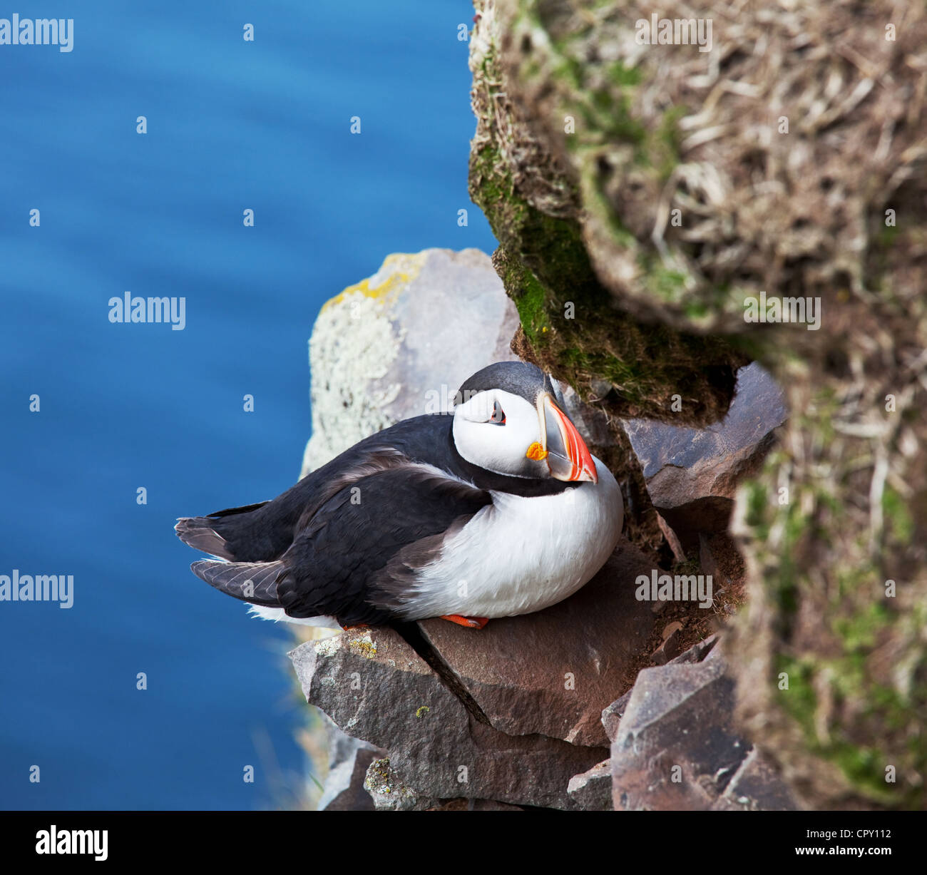 puffin in Iceland Stock Photo - Alamy