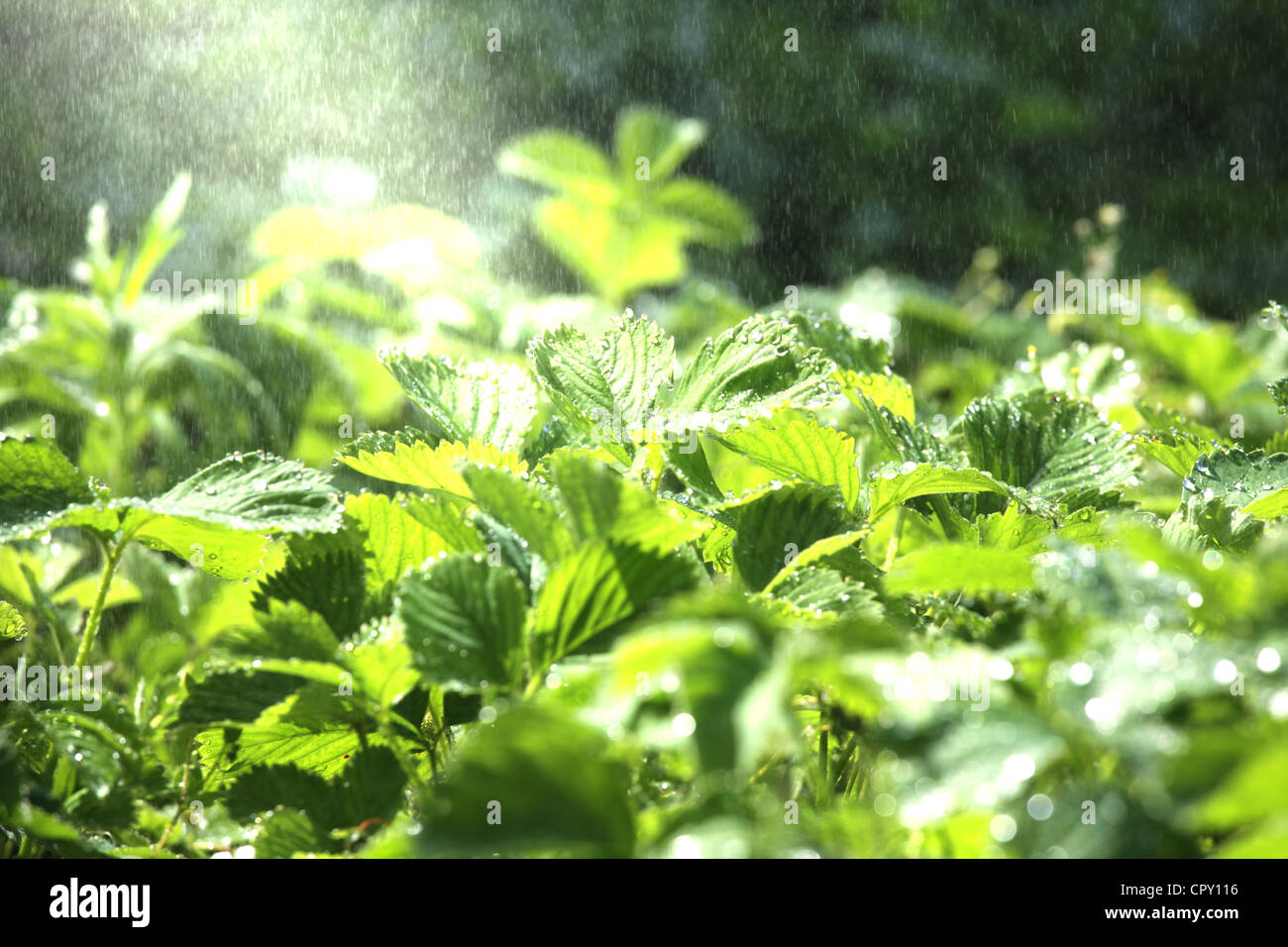 rain in sunny garden Stock Photo - Alamy