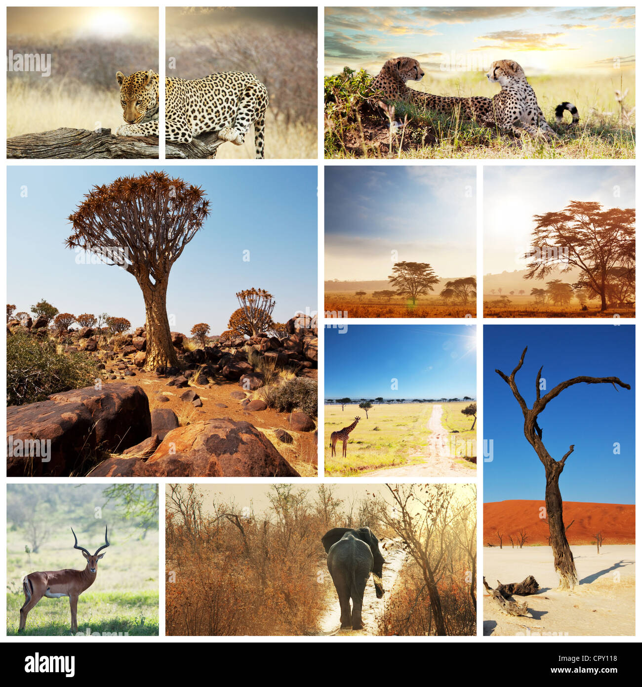 African wild animals safari collage hi-res stock photography and images ...