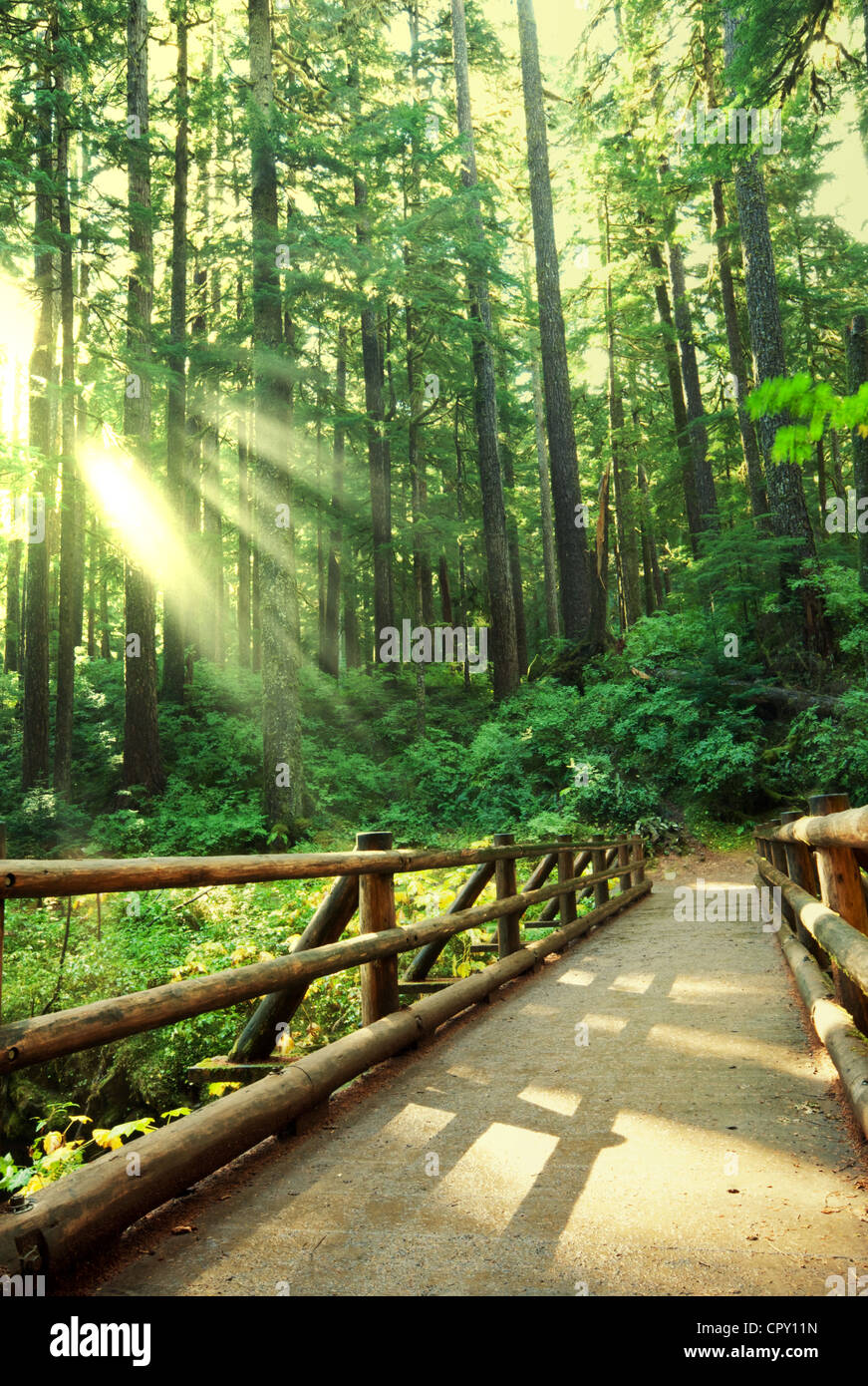 Sunny beams in forest Stock Photo - Alamy