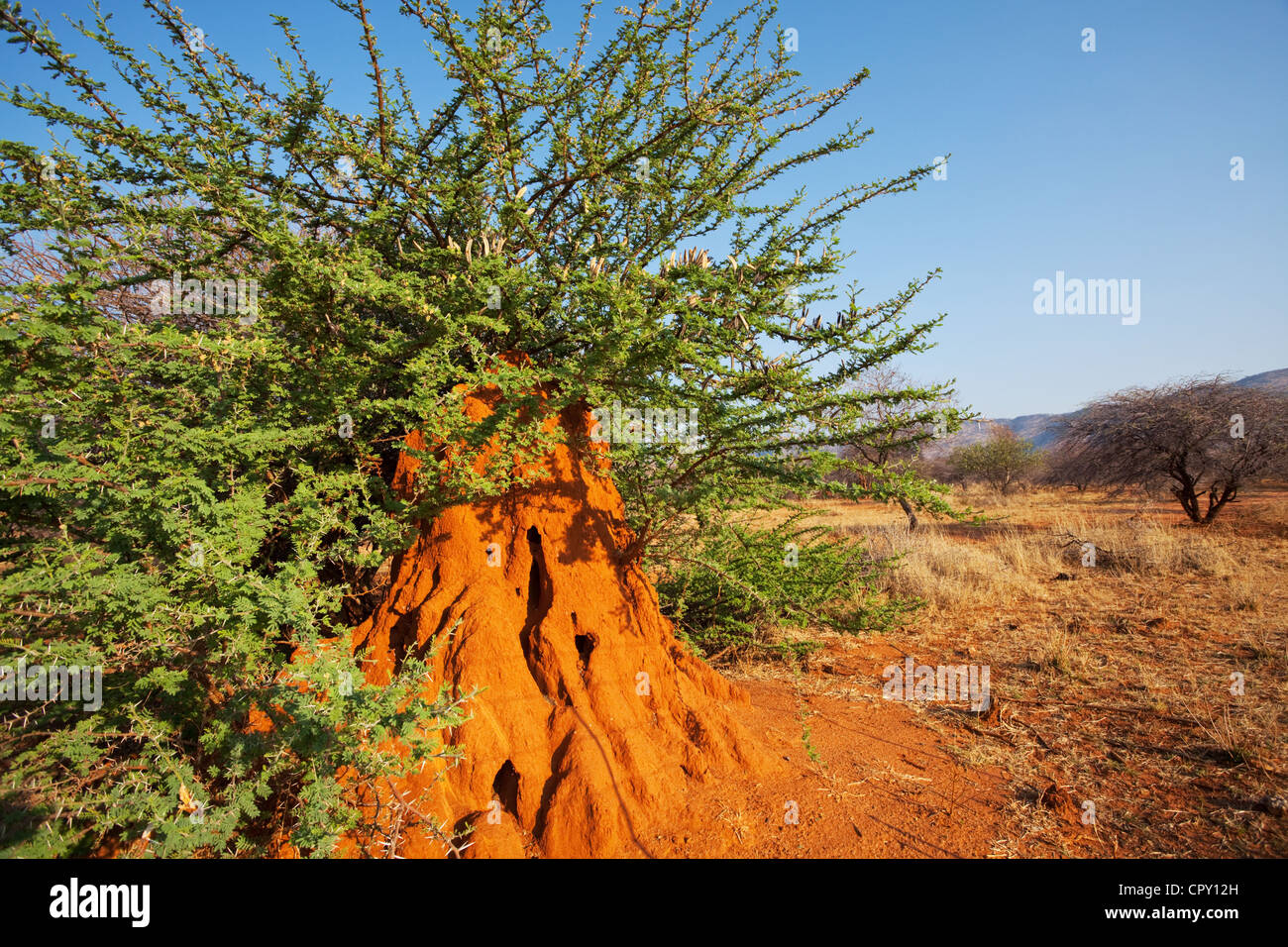 African savannah termite mound hi-res stock photography and images - Alamy