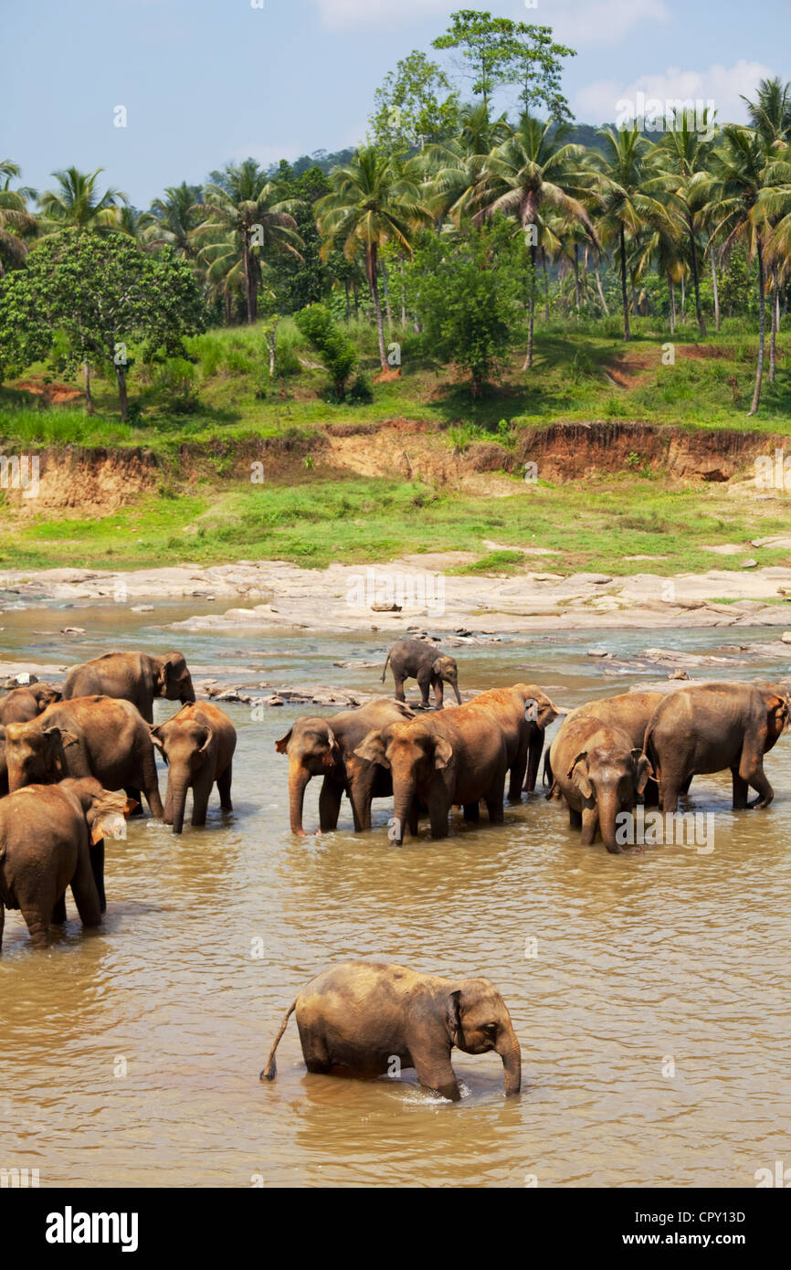 Sri lanka elephant hi-res stock photography and images - Alamy