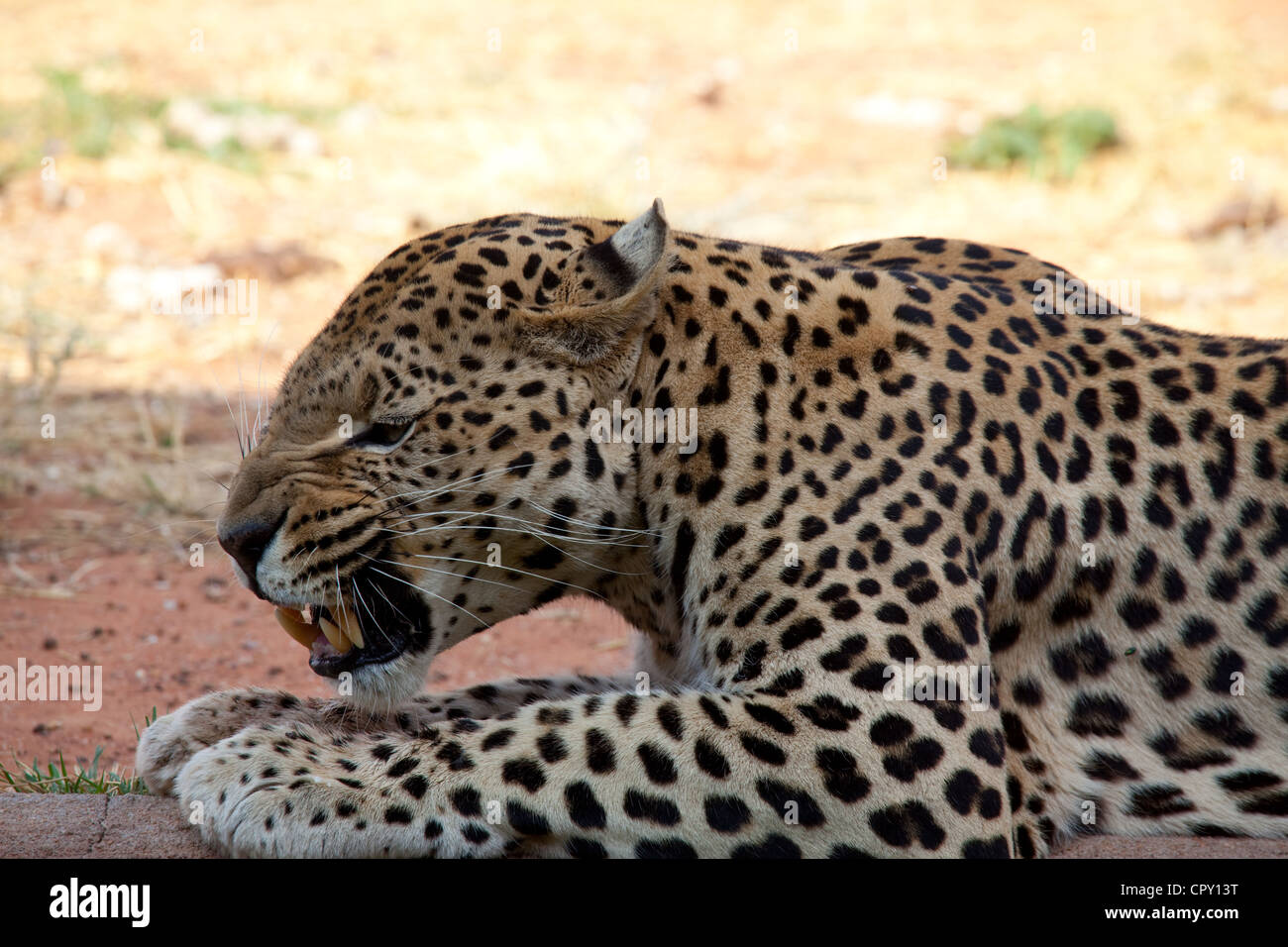 Dotted leopard hi-res stock photography and images - Alamy