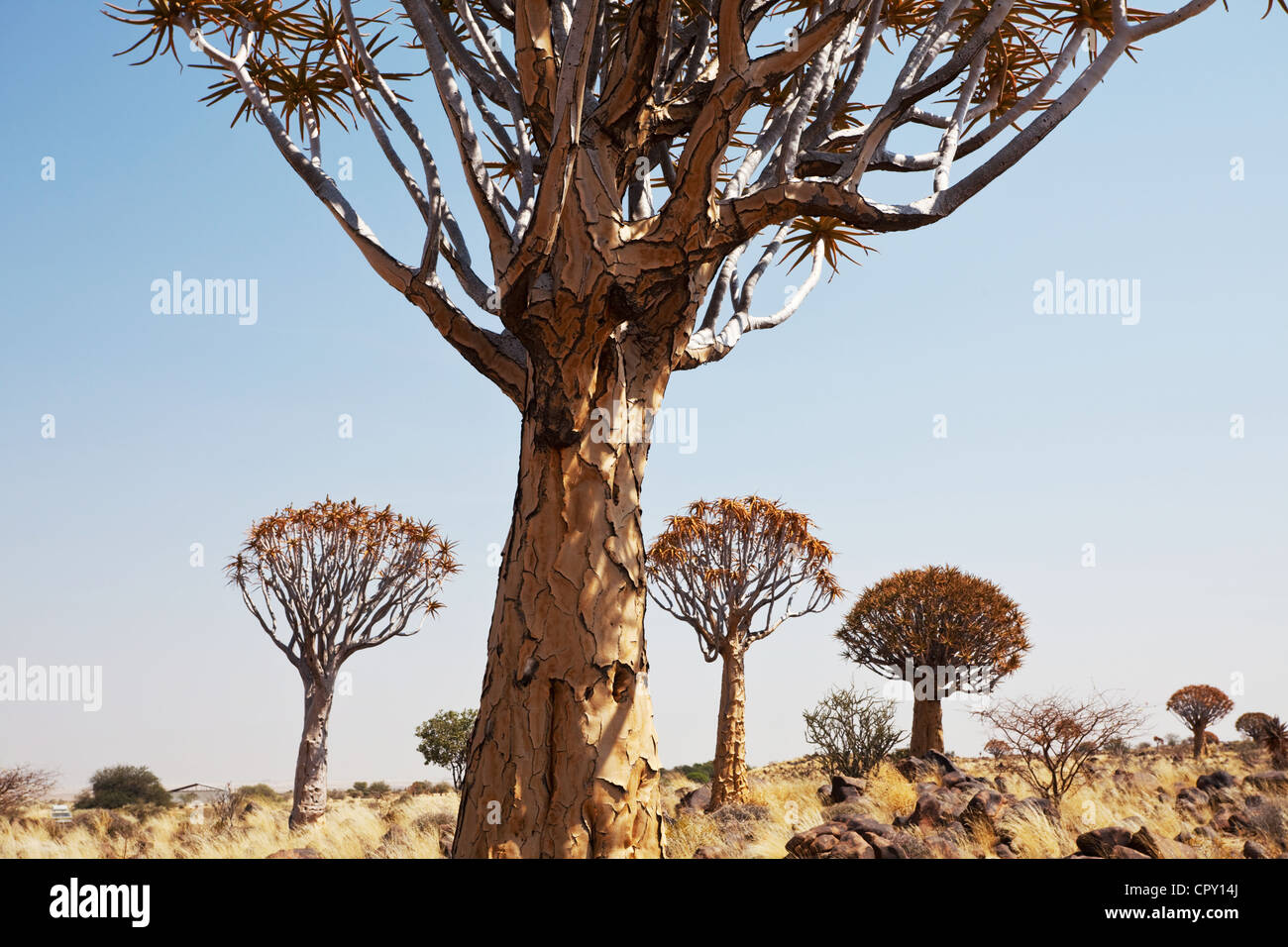Quiver tree in Namibia, Africa Stock Photo - Alamy