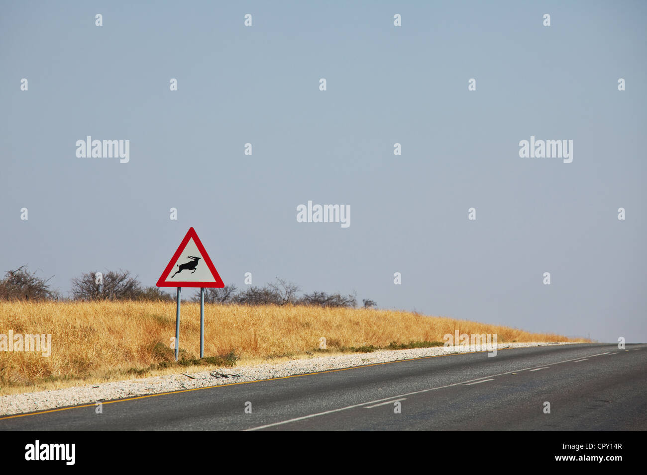 Warning of road sign - antelope on the road in Namibia Stock Photo - Alamy