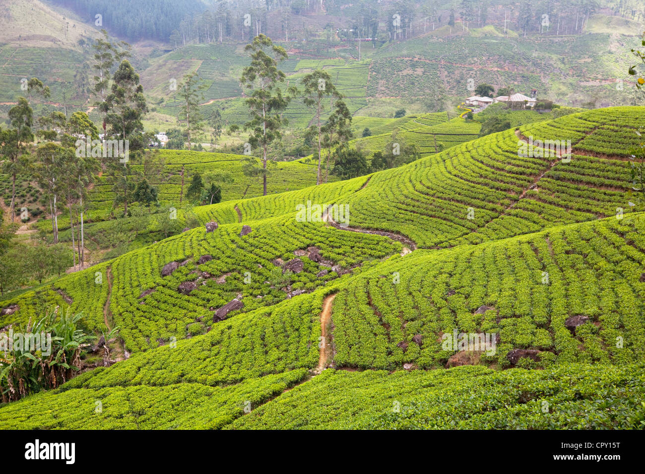 Tea plantation sri lanka hi-res stock photography and images - Alamy