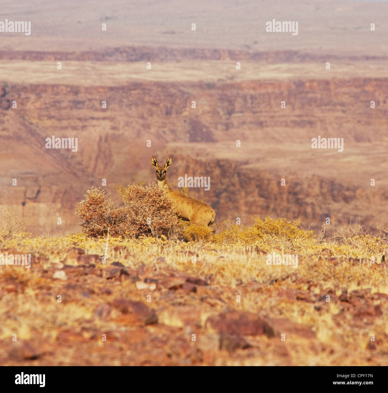 Antelope in namibia fish hi-res stock photography and images - Alamy