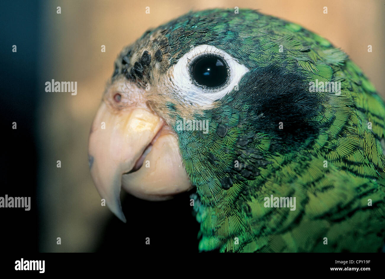 Dominican Republic, parrot Stock Photo - Alamy