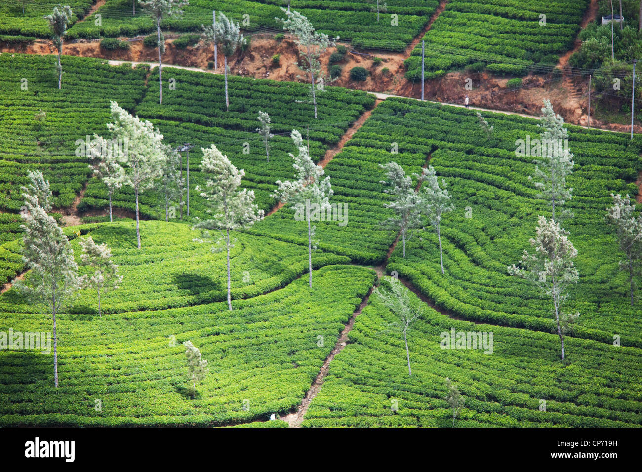 Tea plantation on Sri Lanka Stock Photo - Alamy