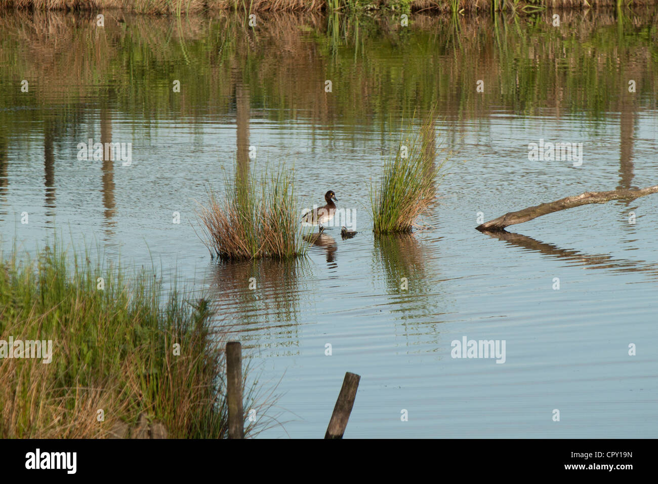Duck and reeds hi-res stock photography and images - Alamy