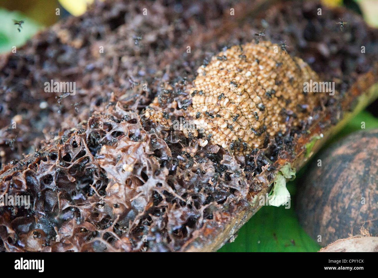 Honey bees making Honey, Kota Kinabalu, Sabah, Borneo, Malaysia, Asia ...