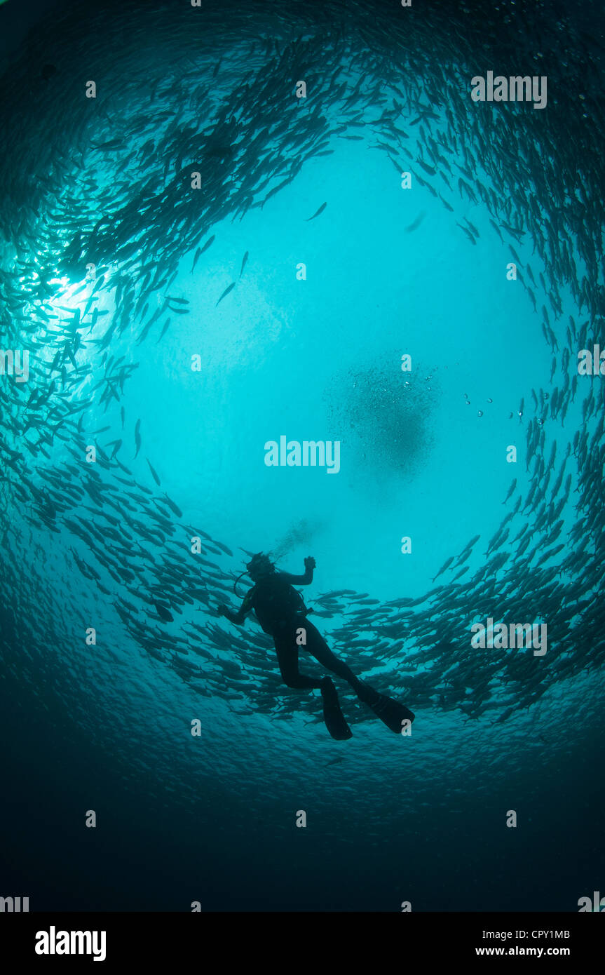 Osteichthyes dive divers fish fishes indonesia jacks hi-res stock ...