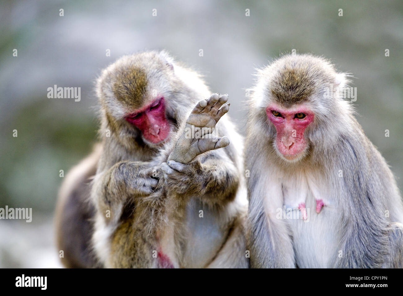Japan, Kyushu, Takasaki-yama, mountain monkeys, Japanese macaques Stock ...
