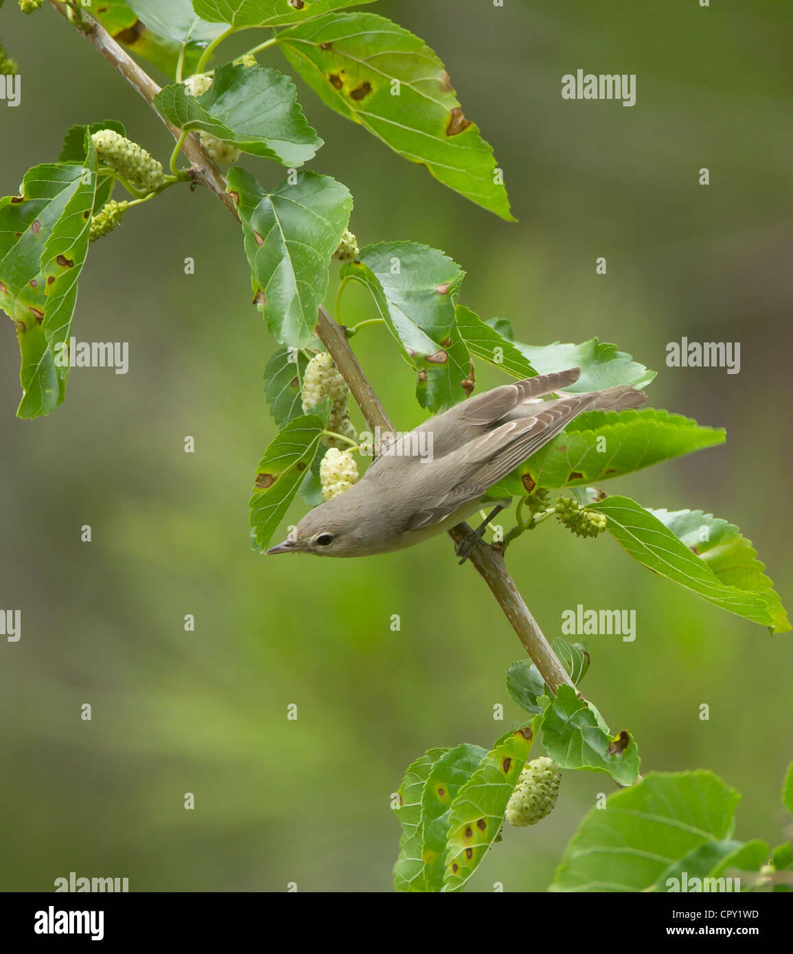 Garden Warbler Sylvia borin perched on branch Stock Photo - Alamy