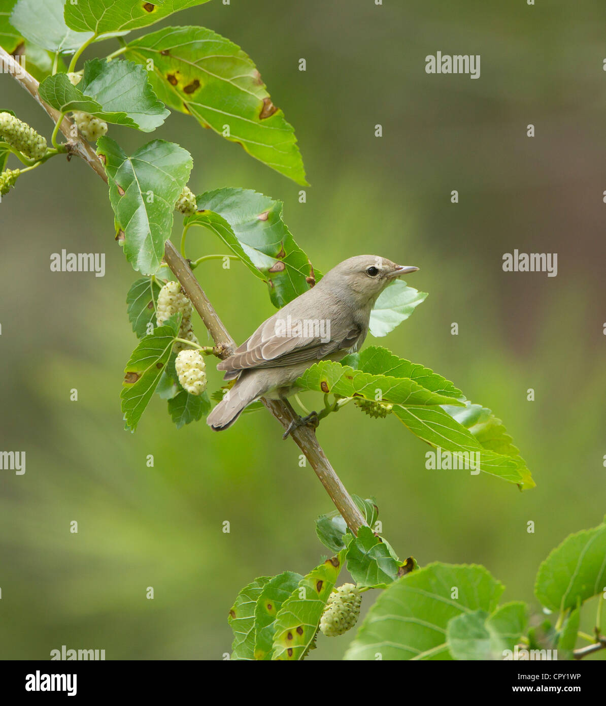 Garden Warbler Sylvia borin perched on branch Stock Photo - Alamy