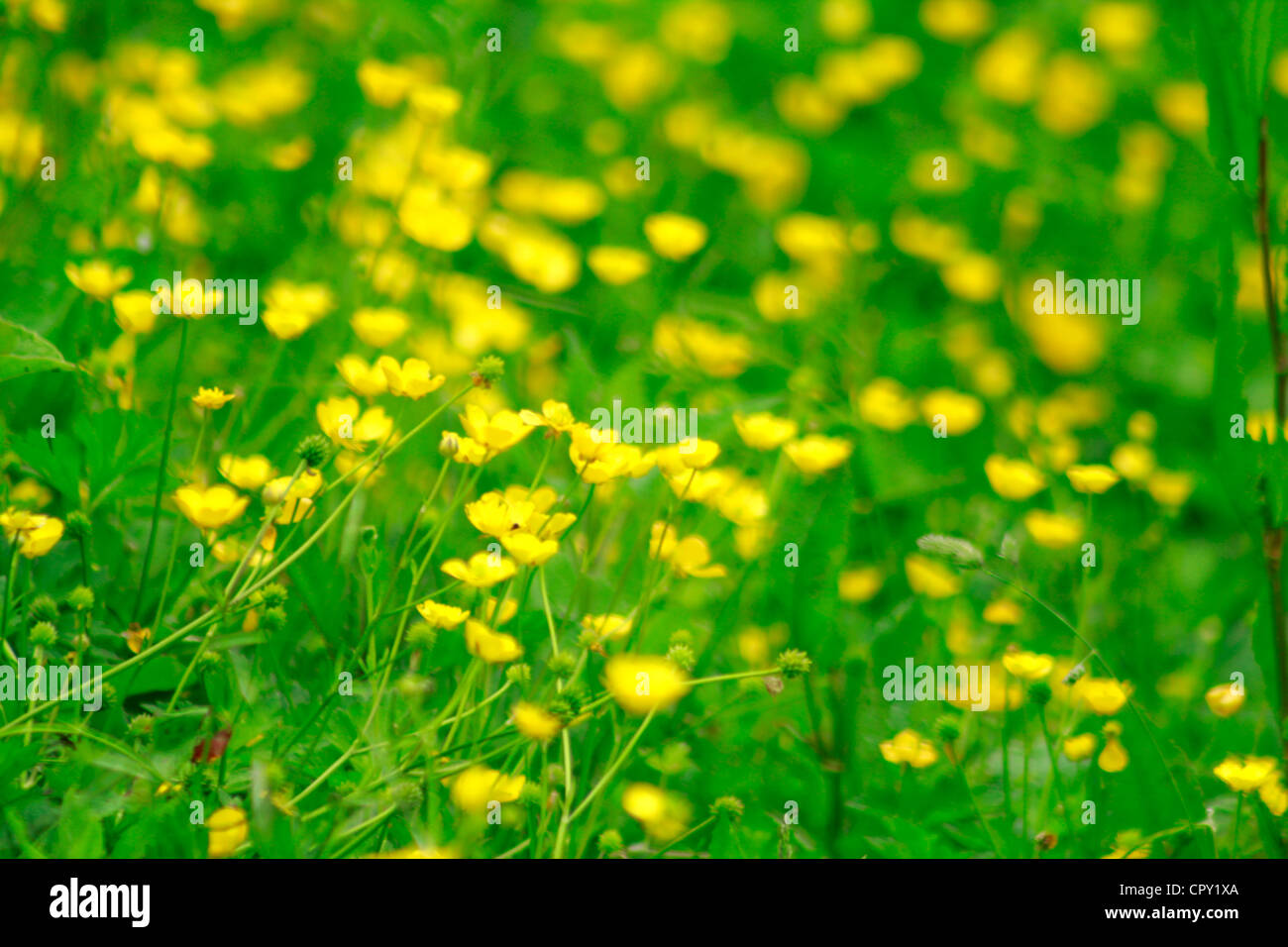 Many yellow flowers in a garden Stock Photo - Alamy