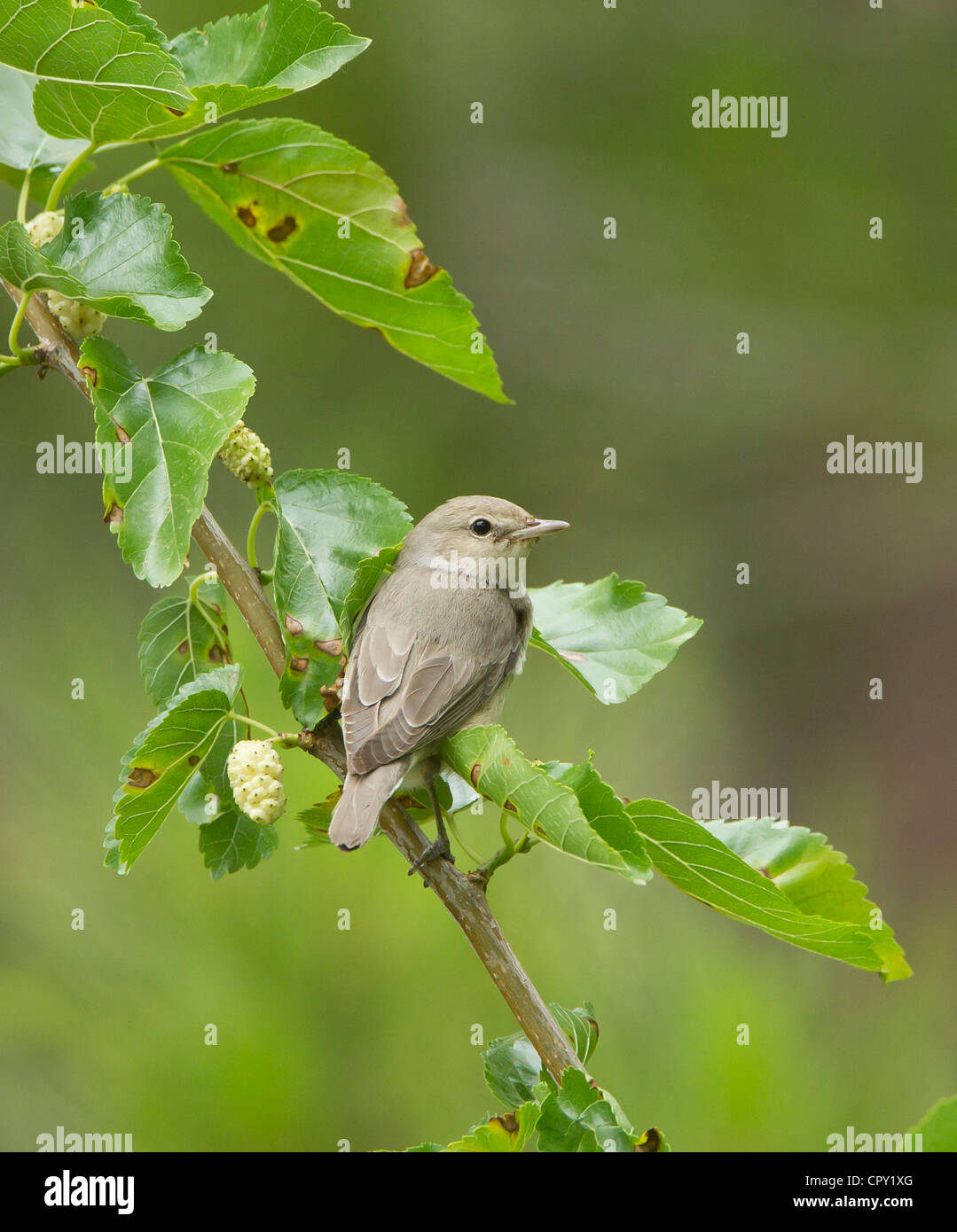 Garden Warbler Sylvia borin perched on branch Stock Photo - Alamy
