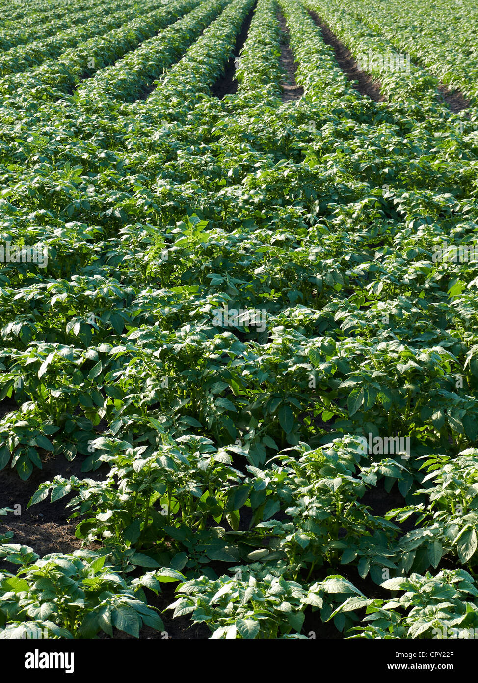 Background green nobody pattern potato outside england farming summer ...