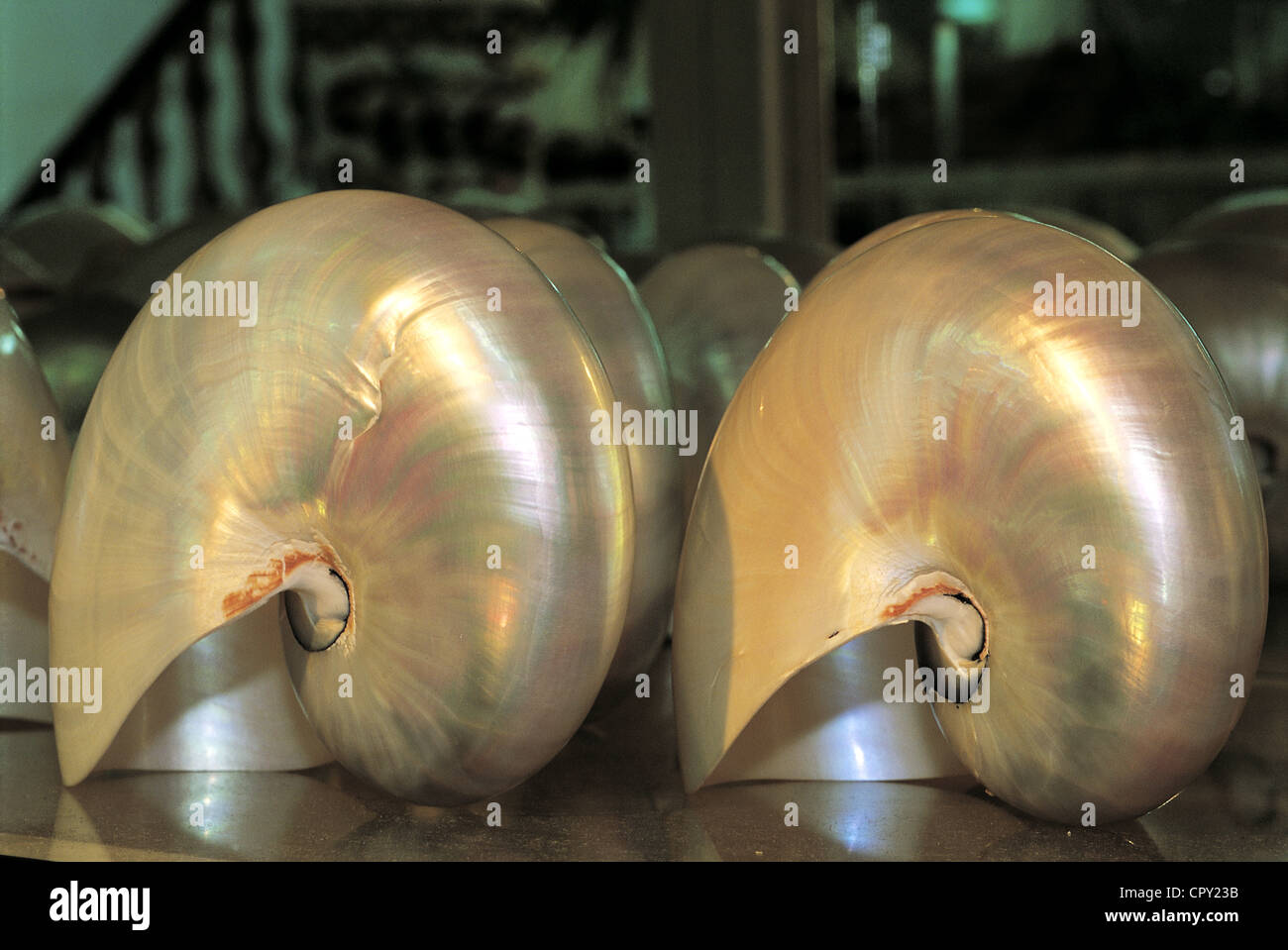 Mauritius, shells for sale Stock Photo - Alamy