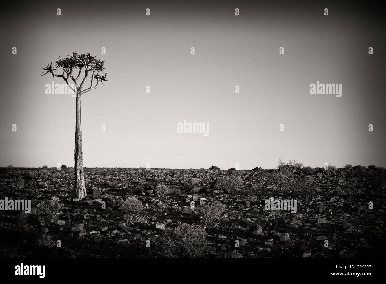 Quiver tree at Fish River Canyon, Namibia, Africa Stock Photo - Alamy