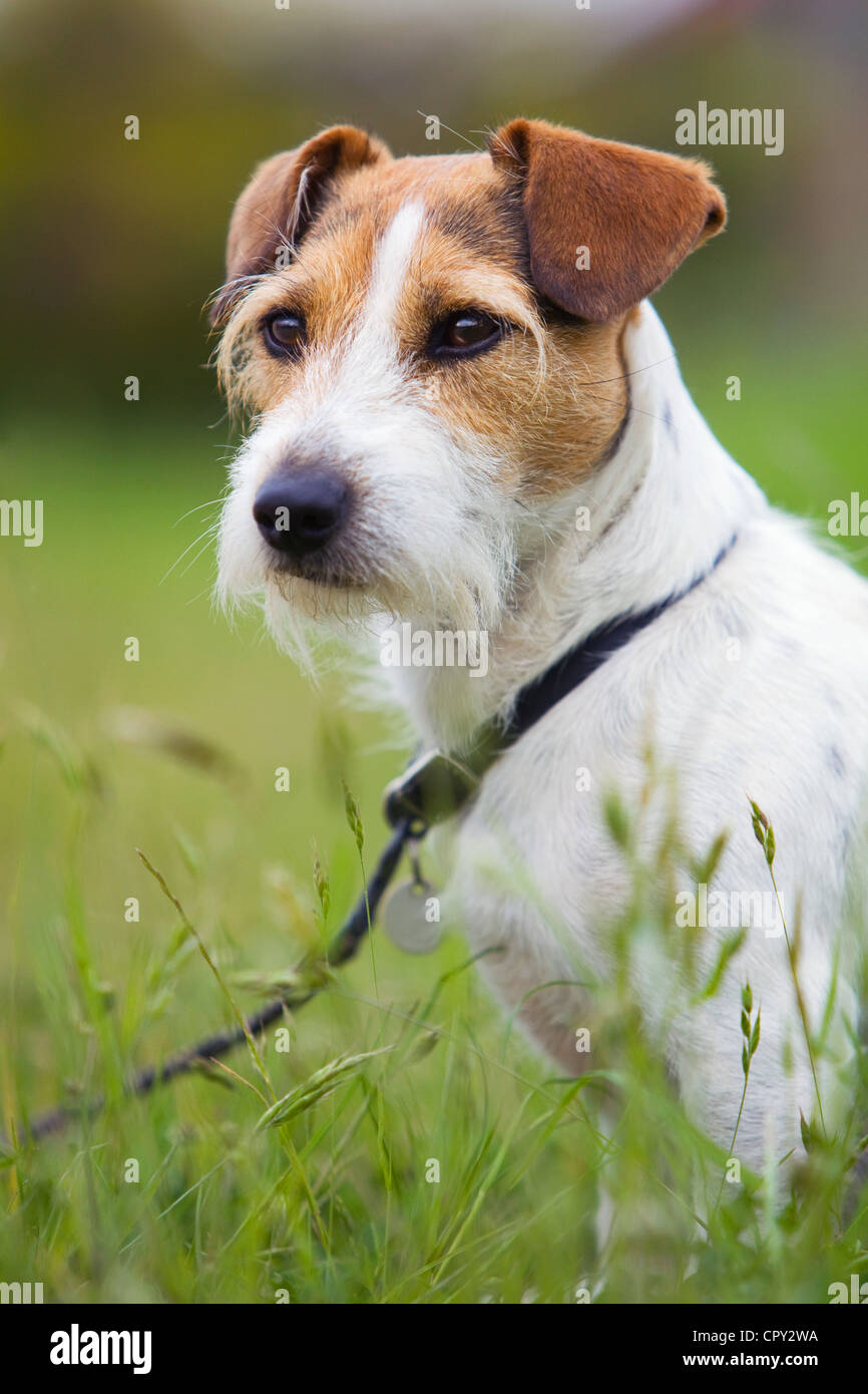 Russell Long High Resolution Stock Photography and Images - Alamy