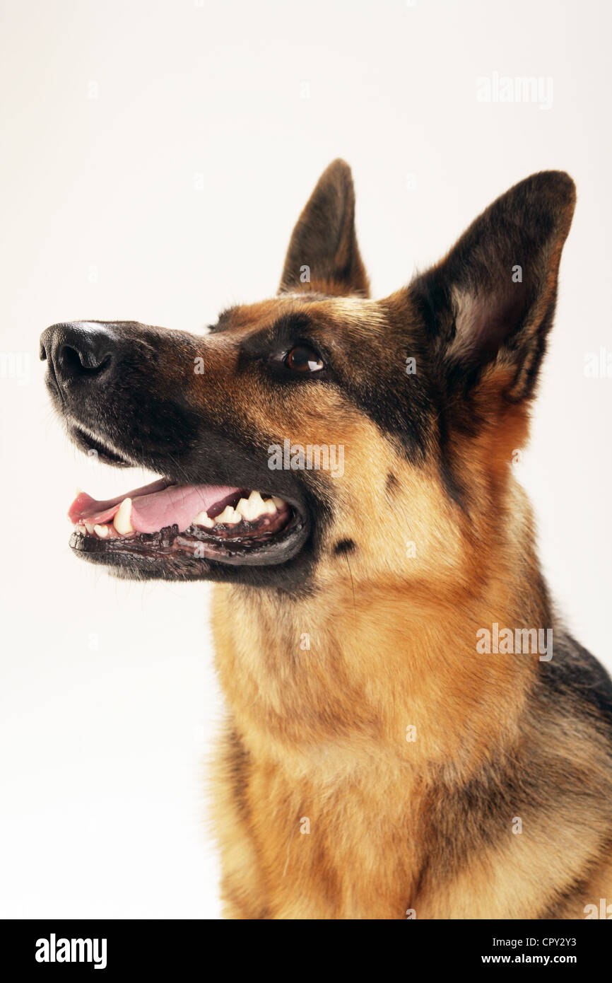 Alsatian pets hi-res stock photography and images - Alamy