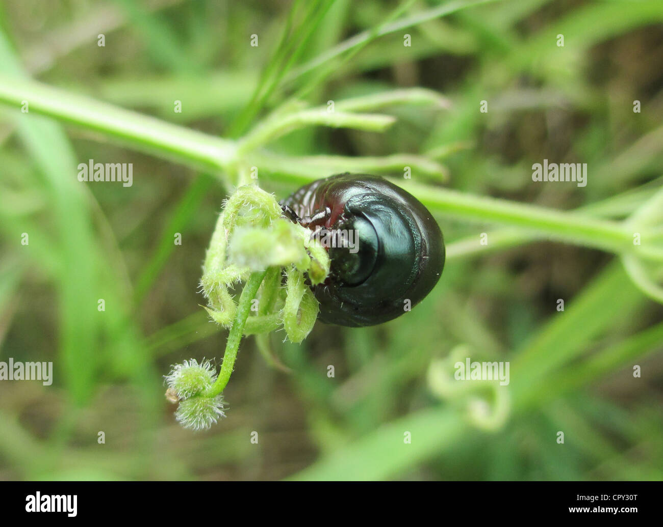 BLOODY-NOSED BEETLE Timarcha tenebricosa larvae on Cleavers (Goosegrass ...