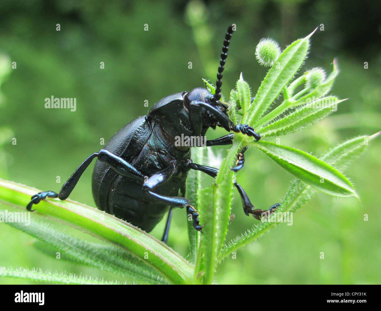 BLOODY-NOSED BEETLE Timarcha tenebricosa on Cleavers (Goosegrass ...