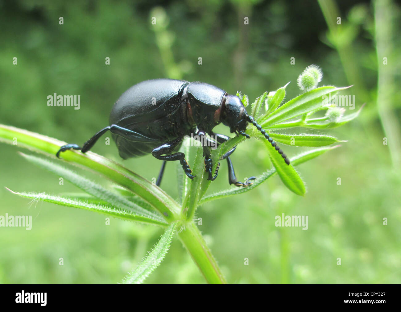 BLOODY-NOSED BEETLE Timarcha tenebricosa on Cleavers (Goosegrass ...