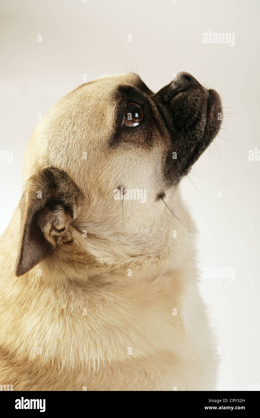 Side profile of dog hi-res stock photography and images - Alamy