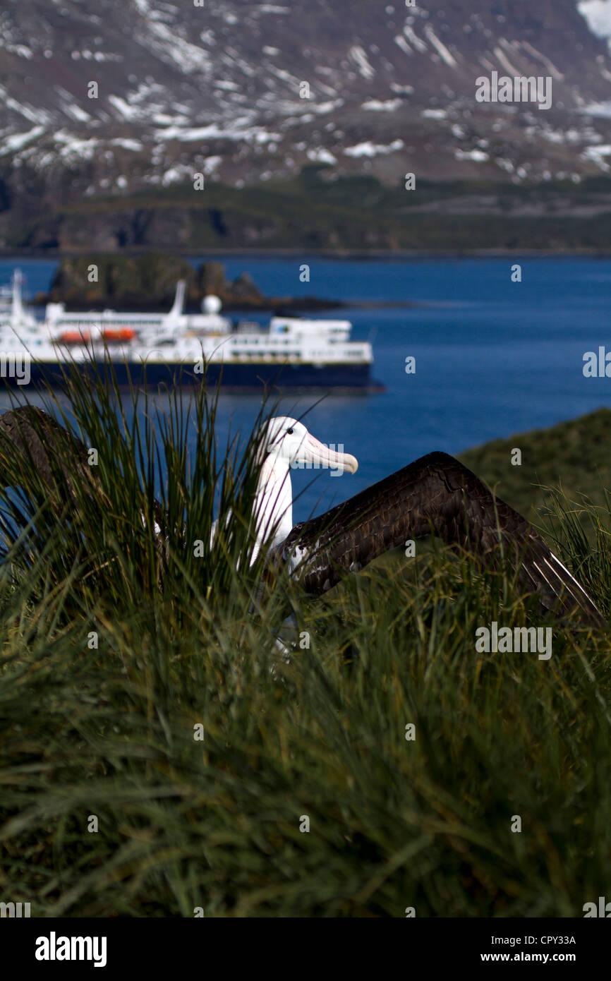 Ship albatross hi-res stock photography and images - Alamy