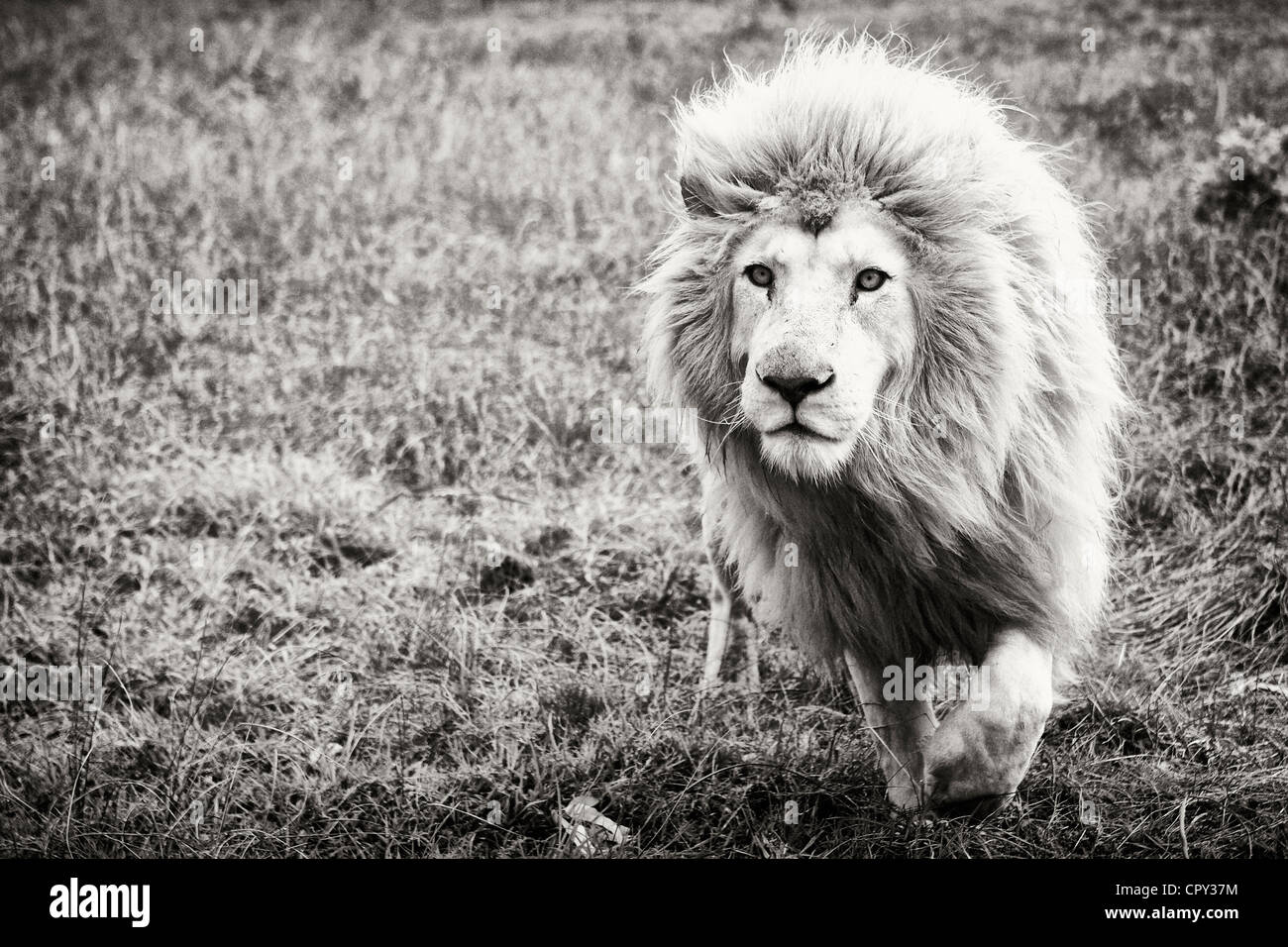 Beautiful white lion, South Africa Stock Photo - Alamy
