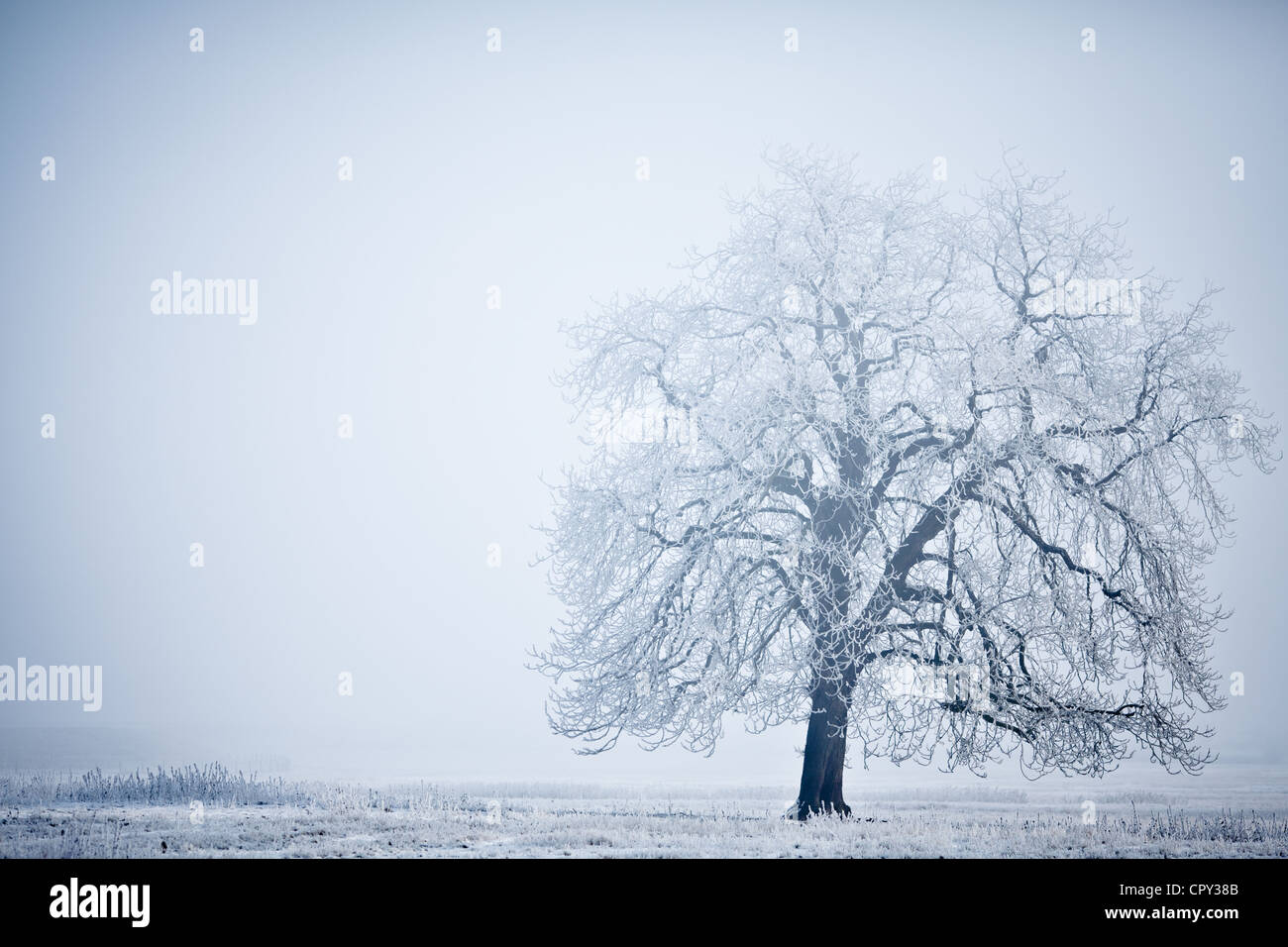 Lone white tree hi-res stock photography and images - Alamy