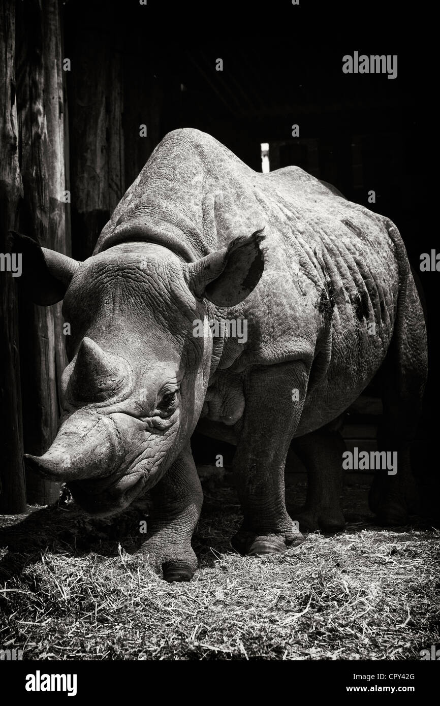 Rhino at the David Sheldrick Elephant and Rhino Sanctuary, Nairobi ...