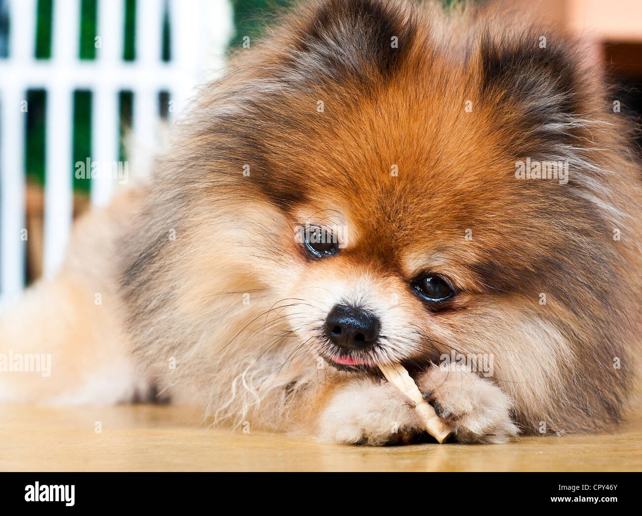 Pomeranian puppy enjoy it's food Stock Photo - Alamy