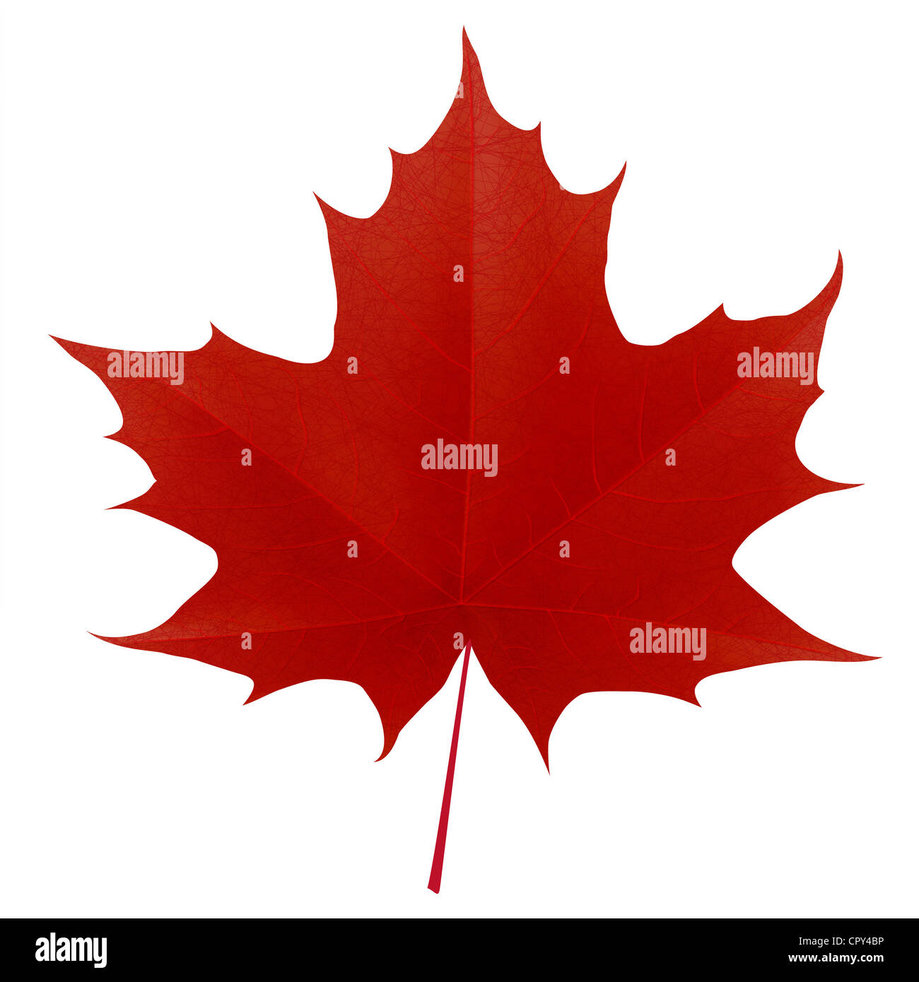 Realistic red maple leaf isolated on white background. Vector eps10 ...