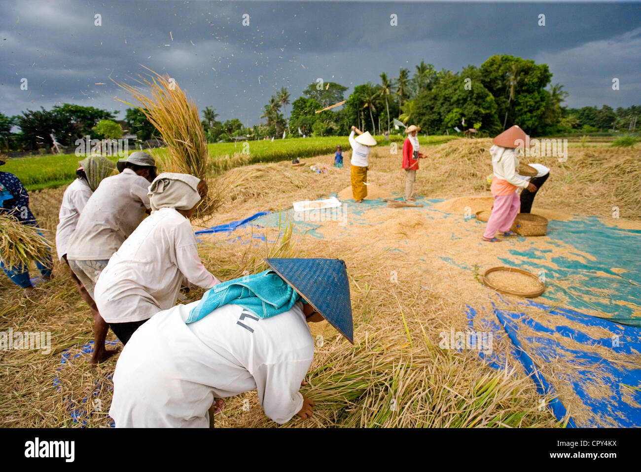 Indonesia, Bali, rice harvest Stock Photo - Alamy