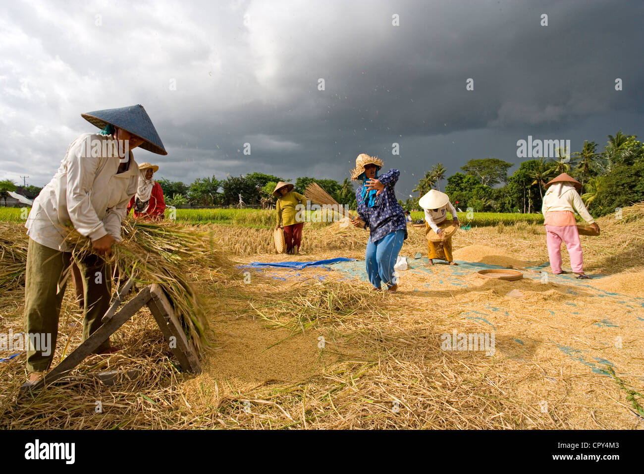 Indonesia, Bali, rice harvest Stock Photo - Alamy