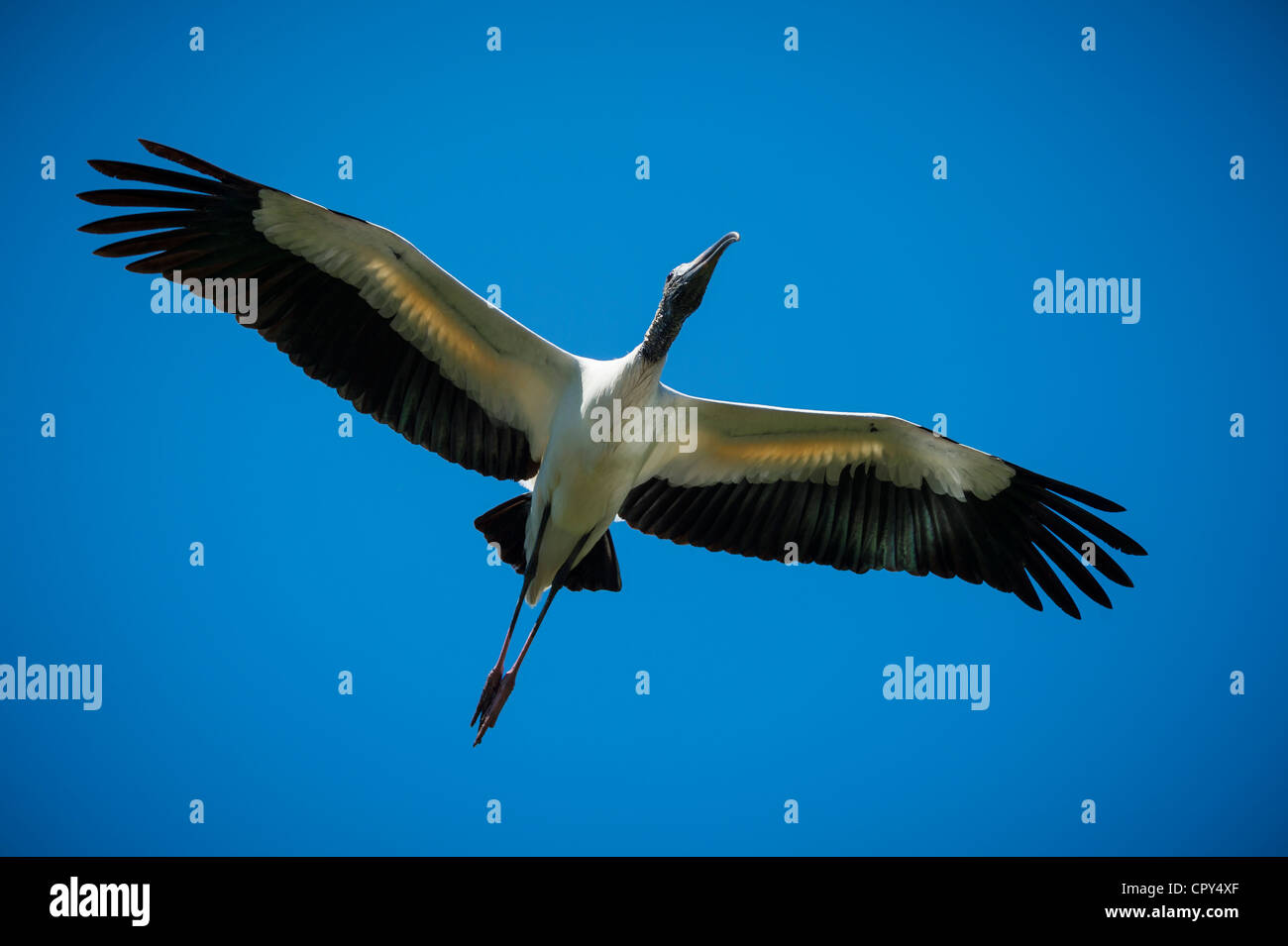 Stork flying hi-res stock photography and images - Alamy