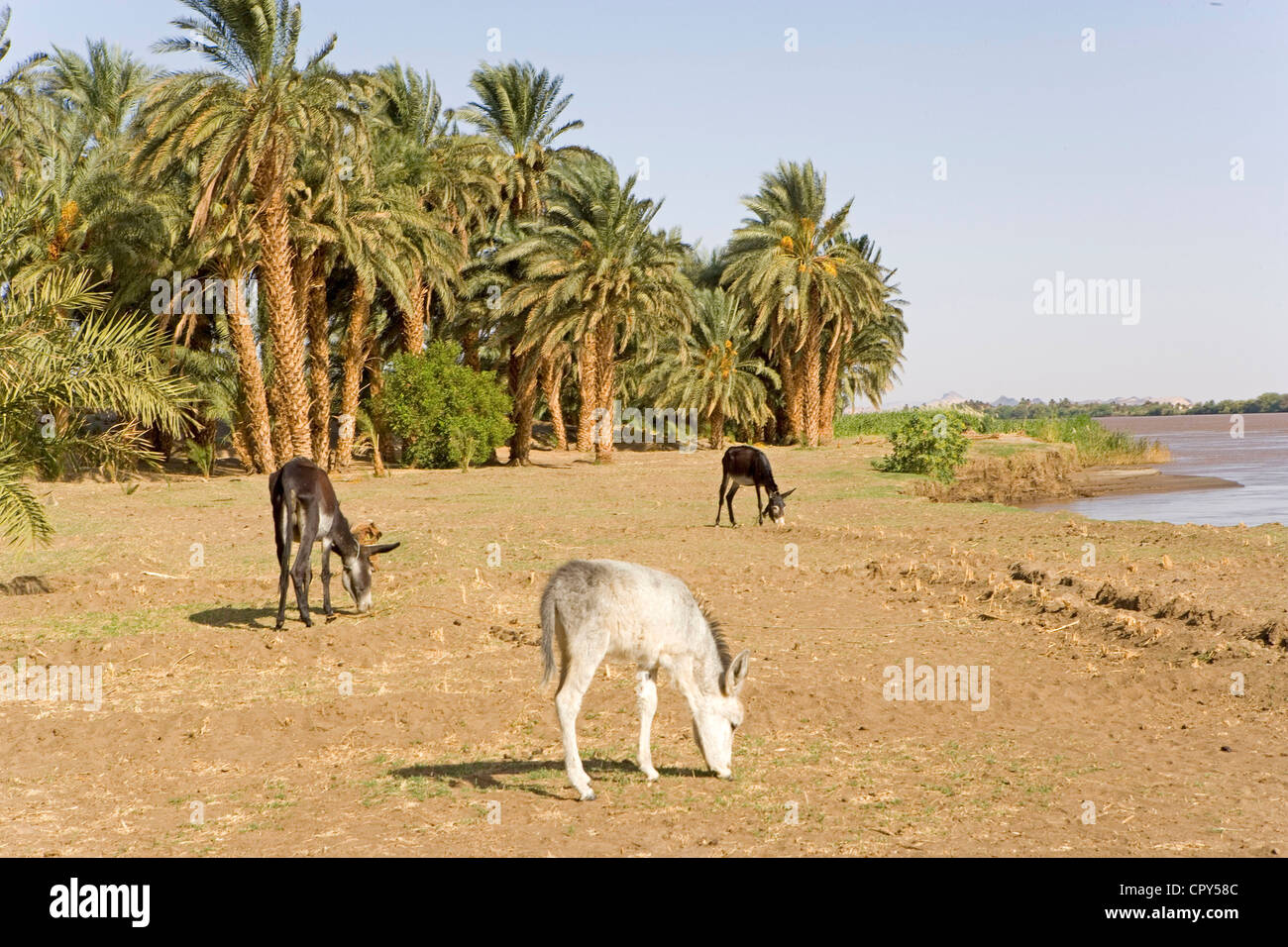 Sudan, Nubian Desert, High Nubia, River Nile near Sesebi Stock Photo ...