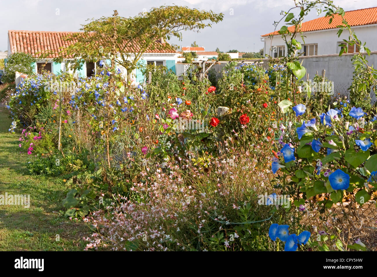 France, Charente Maritime, Ile de Re, Sainte Marie de Re Stock Photo ...