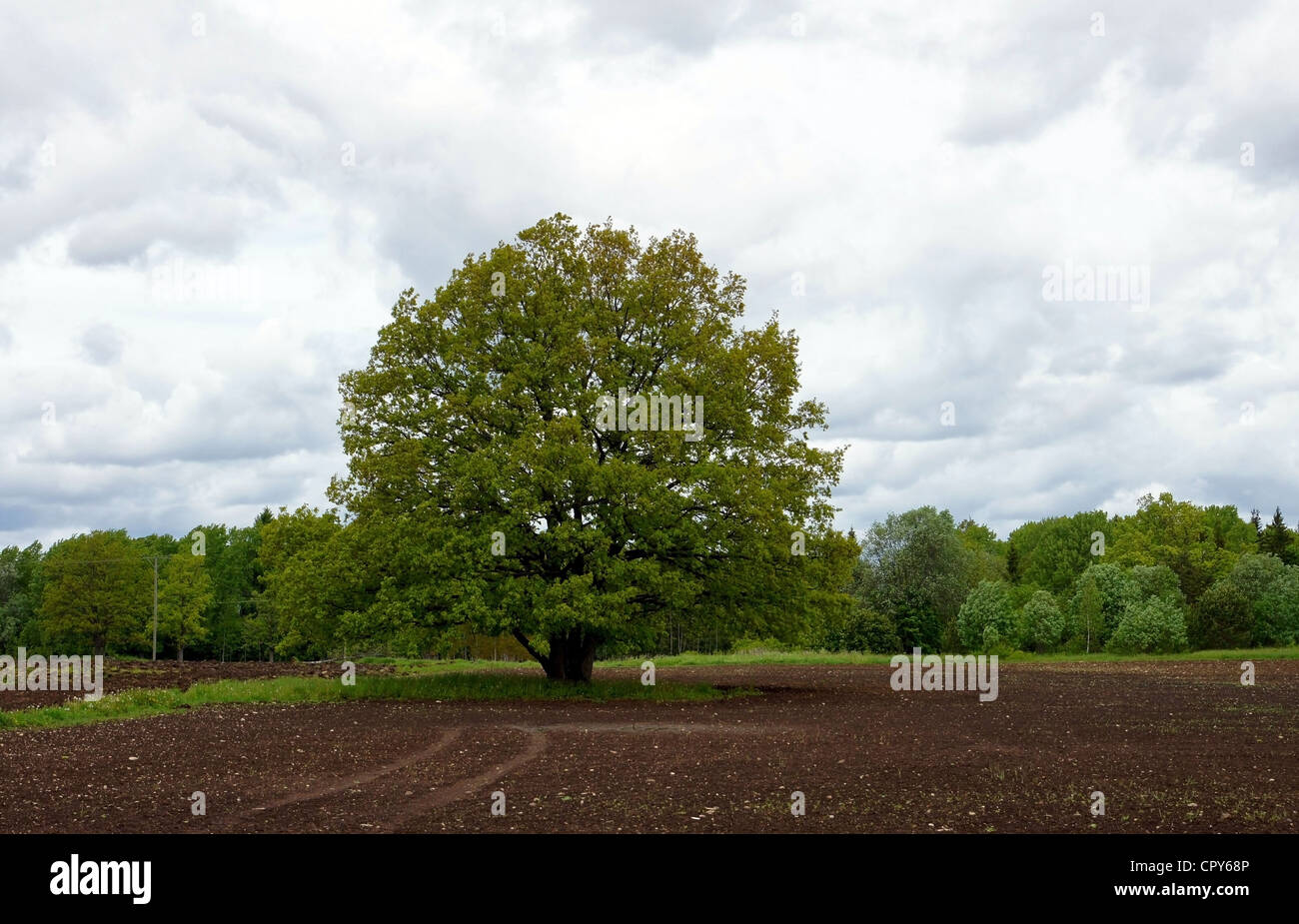 A green oak hi-res stock photography and images - Alamy
