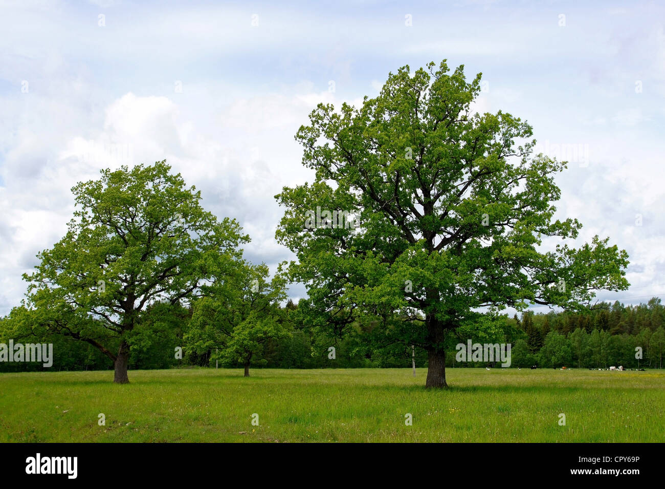 Two trees on a background of the sky and clouds Stock Photo - Alamy