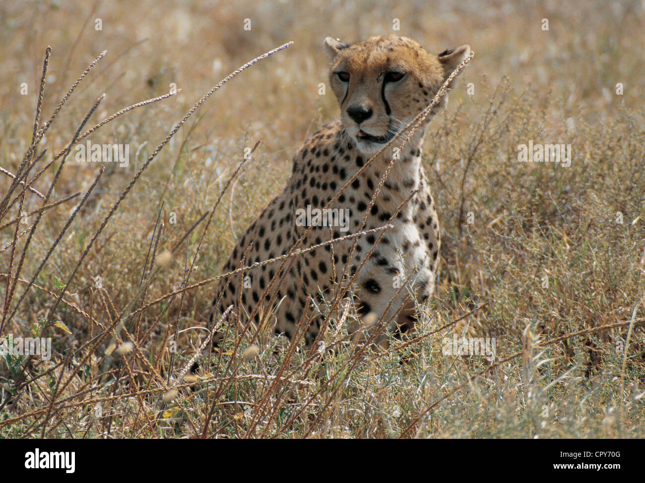 Cameroon, North, Animals and nature reserve of Wasa, a young cheetah ...
